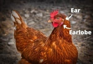 Where Are Chickens Ears Located? (Images Included) - Chicken & Chicks Info
