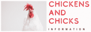 Bleeding Chicken Comb: Here’s What to Do - Chicken & Chicks Info