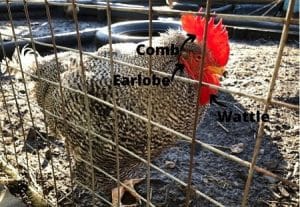 What Is the Red Thing on a Chicken? (Chicken Anatomy) - Chicken ...