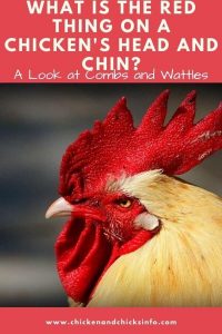 What Is the Red Thing on a Chicken? (Chicken Anatomy) - Chicken ...