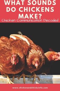 What Sounds Do Chickens Make? (With Videos and Examples) - Chicken ...