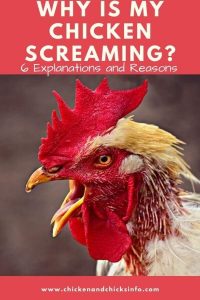 Why Is My Chicken Screaming? (6 Possible Reasons) - Chicken & Chicks Info