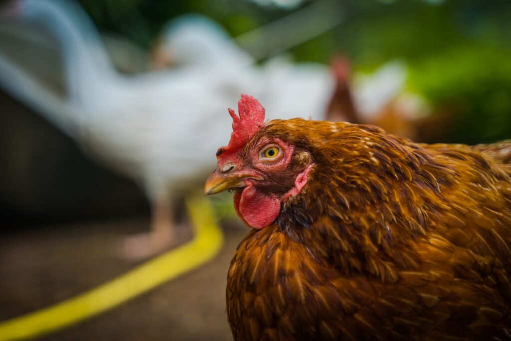 Where Are Chickens Ears Located? (Images Included) - Chicken & Chicks Info