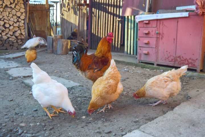 Do Chickens Pee? (Explanation and Myths Busted) - Chicken & Chicks Info