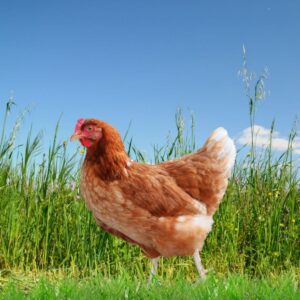 Can Chickens Eat Cheerios? (Yes, But..) - Chicken & Chicks Info