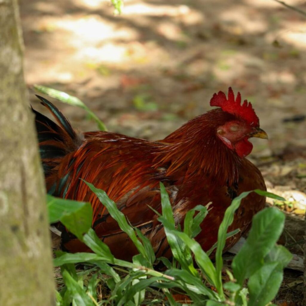Do Chickens Pee? (Explanation and Myths Busted) - Chicken & Chicks Info