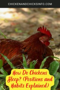 How Do Chickens Sleep? (Positions and Habits Explained) - Chicken ...