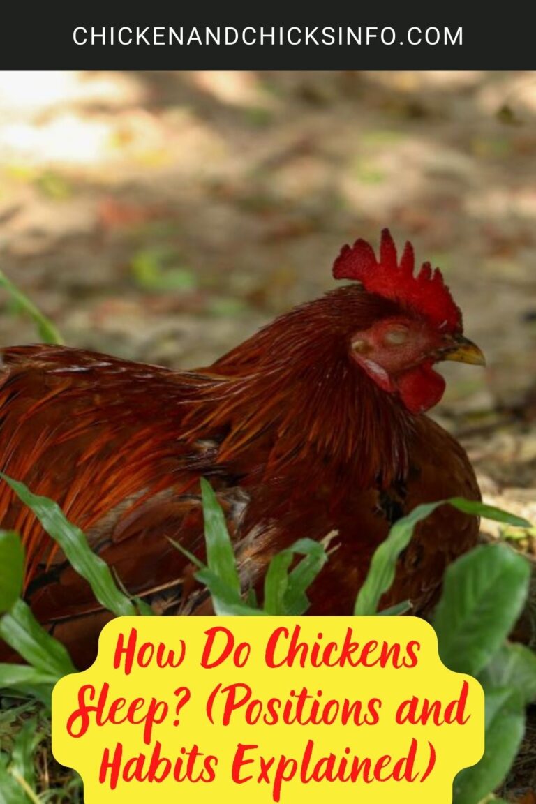 How Do Chickens Sleep? (Positions and Habits Explained) - Chicken ...