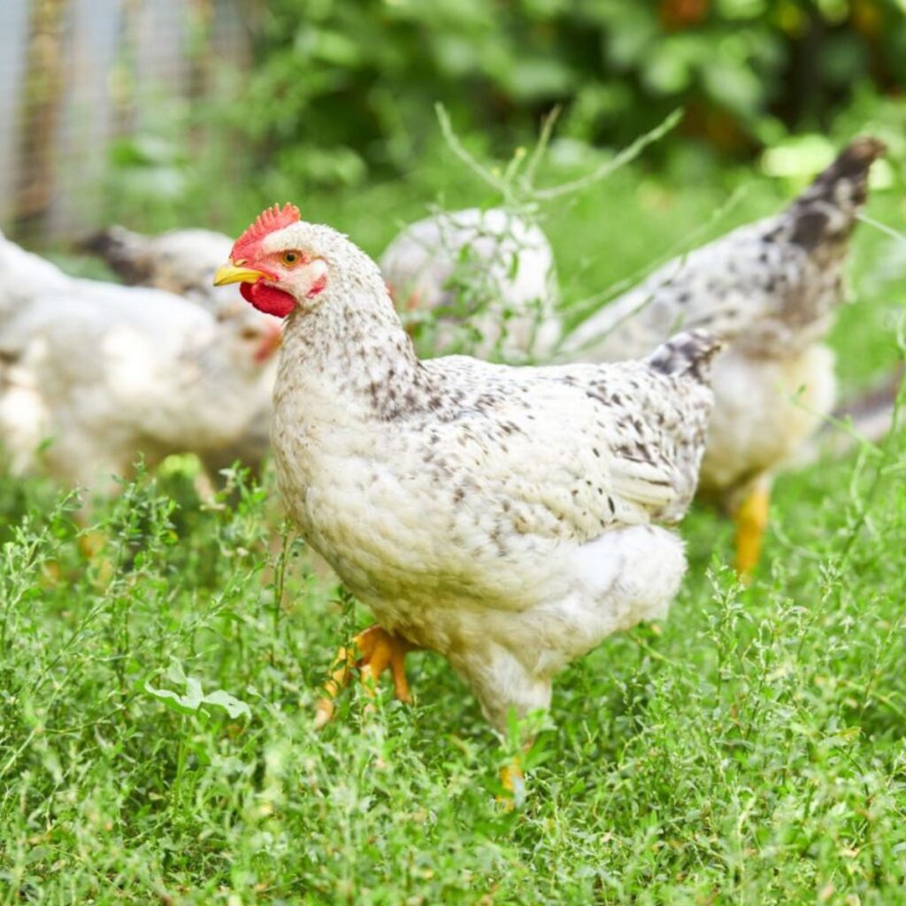 How Do Chickens Sleep? (Positions and Habits Explained) - Chicken ...