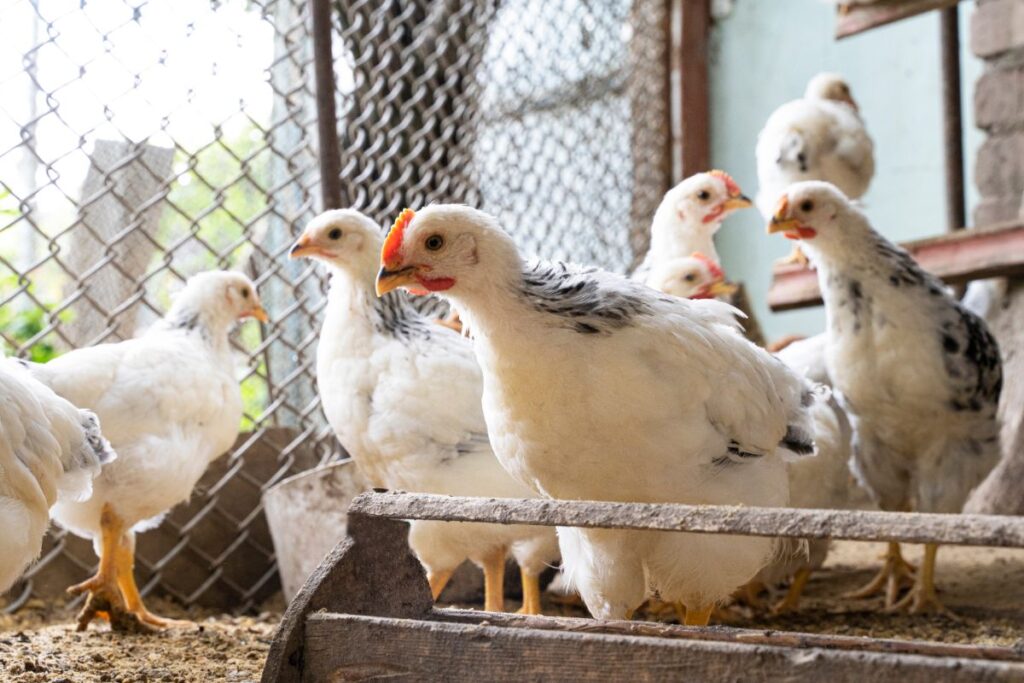 How Long Do Pullets Lay Small Eggs? - Chicken & Chicks Info