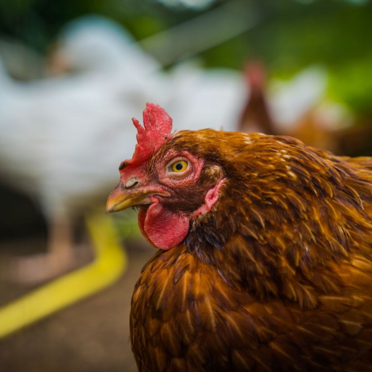 How to Get Chickens to Lay Bigger Eggs: 5 Key Factors - Chicken ...