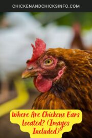 Where Are Chickens Ears Located? (Images Included) - Chicken & Chicks Info