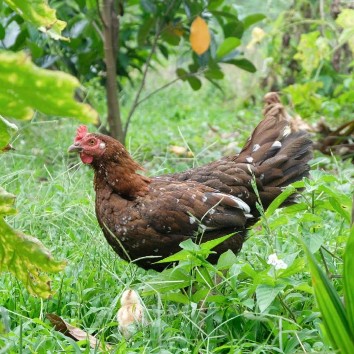 How Do Chickens Sleep? (Positions and Habits Explained) - Chicken ...