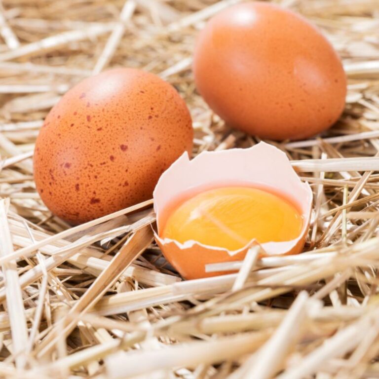 Do Chickens Pee? (Explanation and Myths Busted) - Chicken & Chicks Info