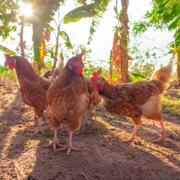 What Is a Banty Chicken? (aka Bantams) - Chicken & Chicks Info