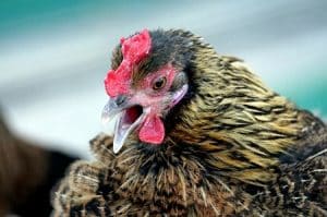 Chicken Breathing With Mouth Open: 6 Possible Reasons - Chicken ...