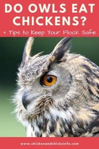 Do Owls Eat Chickens? (How to Protect Your Flock) - Chicken & Chicks Info
