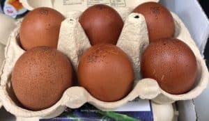 Marans and Their Dark Brown Chestnut Eggs: Chocolate Eggers - Chicken ...