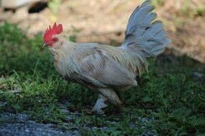 What Is a Banty Chicken? (aka Bantams) - Chicken & Chicks Info