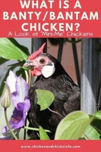 What Is a Banty Chicken? (aka Bantams) - Chicken & Chicks Info
