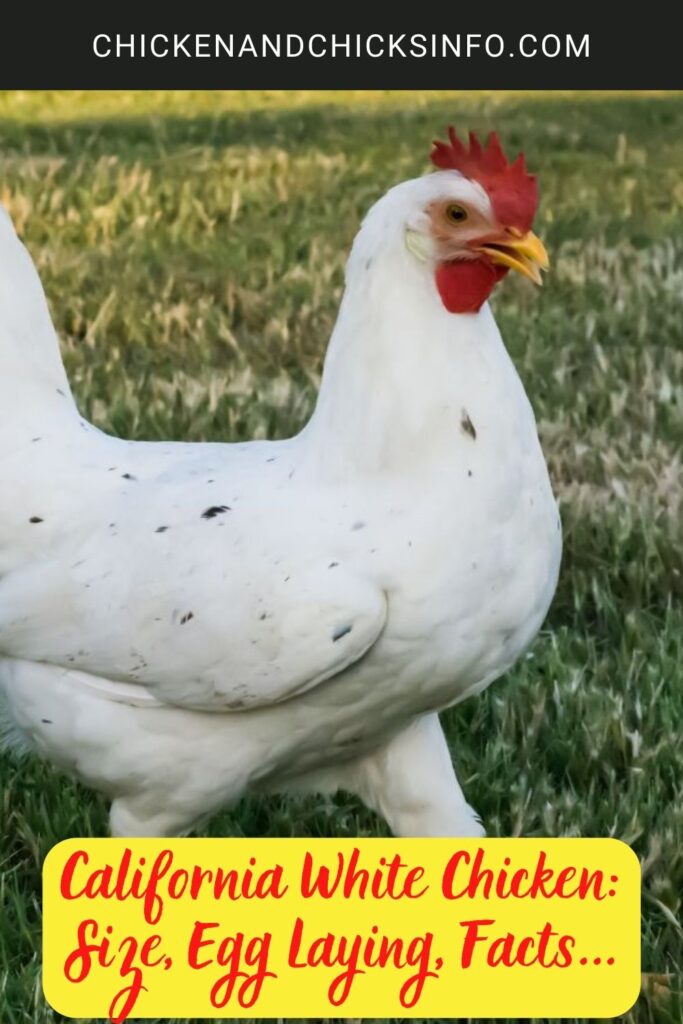 California White Chicken: Size, Egg Laying, Facts... - Chicken & Chicks ...