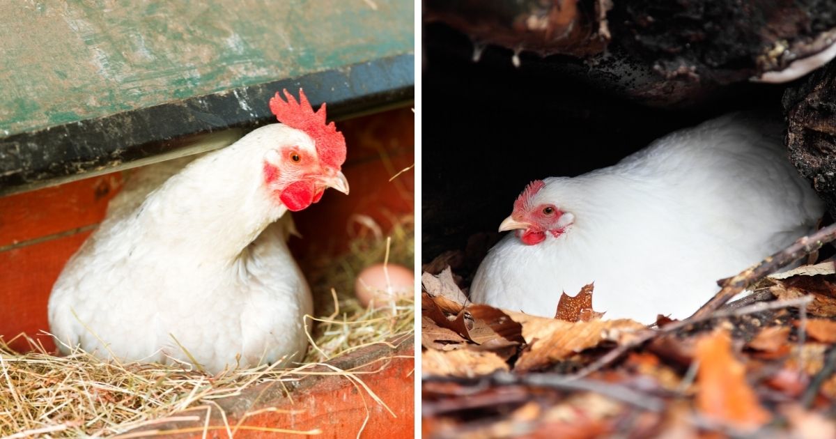 Chicken Behavior Before Laying First Egg: Signs to Look For - Chicken ...