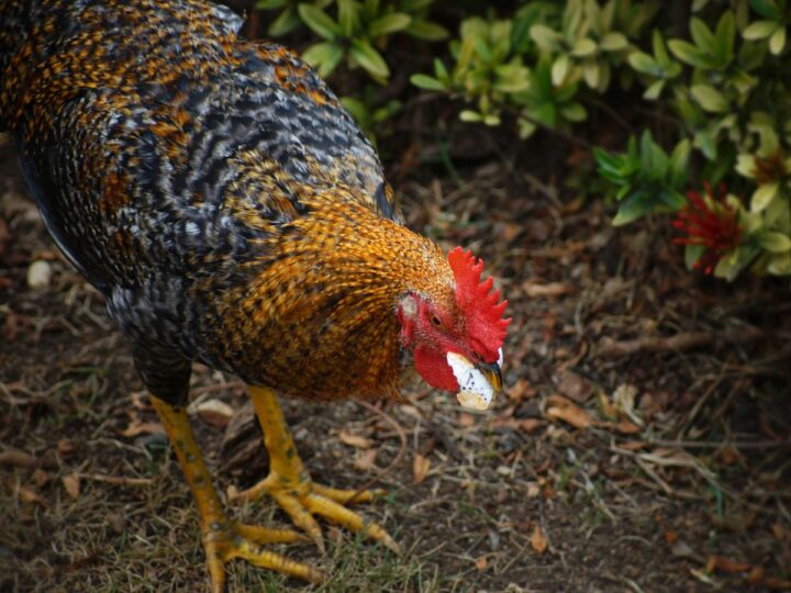 Can Chickens Eat Bread? (Yes, With a Small 'But') - Chicken & Chicks Info