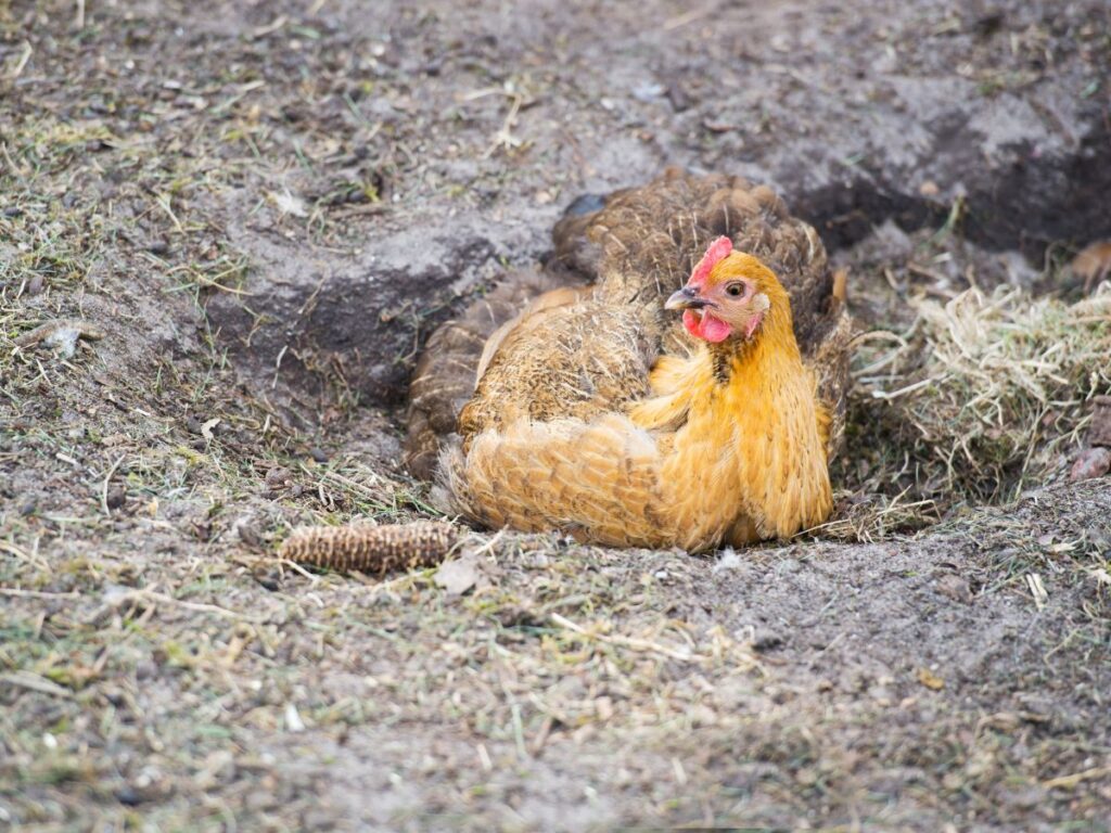 Why Do Chickens Roll in Dirt? (Dust Baths Explained) - Chicken & Chicks ...