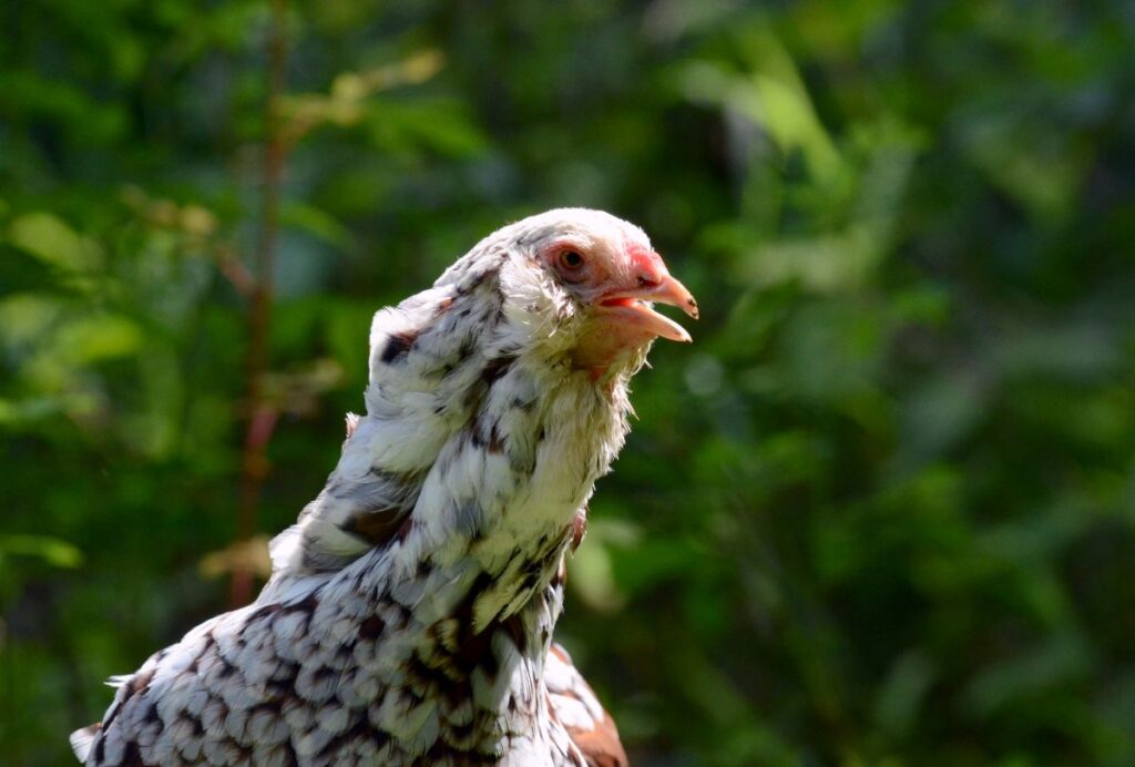 Chicken Breathing With Mouth Open: 6 Possible Reasons - Chicken ...