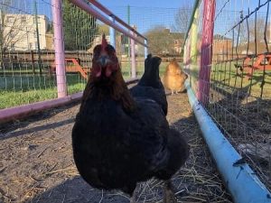 Black Star Chickens: Size, Egg Laying, Facts… - Chicken & Chicks Info