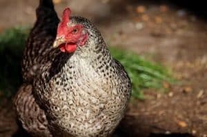 California Grey Chicken: Size, Egg Laying, Facts… - Chicken & Chicks Info
