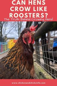 What Do Roosters Look Like? | How to Identify a Rooster - Chicken ...