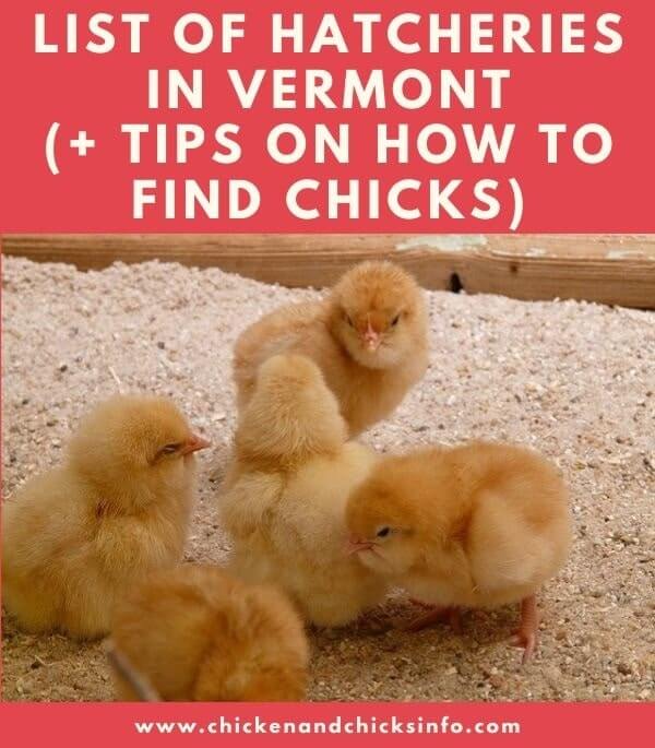 List of Chicken Hatcheries in Vermont | Chicks for Sale - Chicken ...