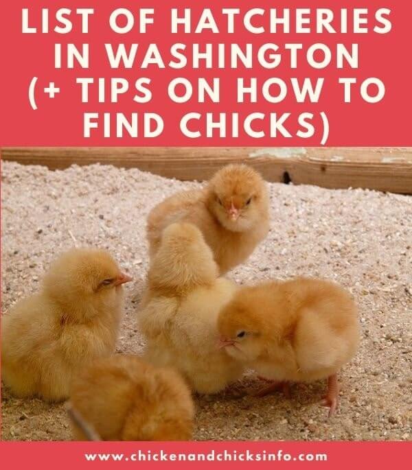 List of Chicken Hatcheries in Washington | Chicks for Sale - Chicken ...