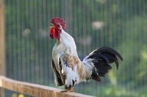 What Do Roosters Look Like? | How to Identify a Rooster - Chicken ...