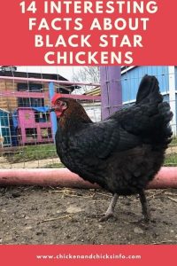 14 Interesting Facts About Black Star Chickens! - Chicken & Chicks Info