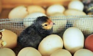 When Do Chickens Start Chirping in the Egg? - Chicken & Chicks Info