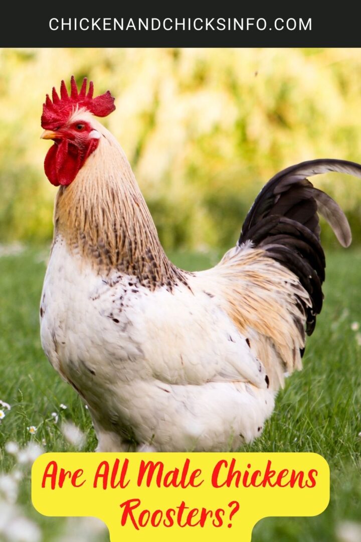 Are All Male Chickens Roosters? - Chicken & Chicks Info