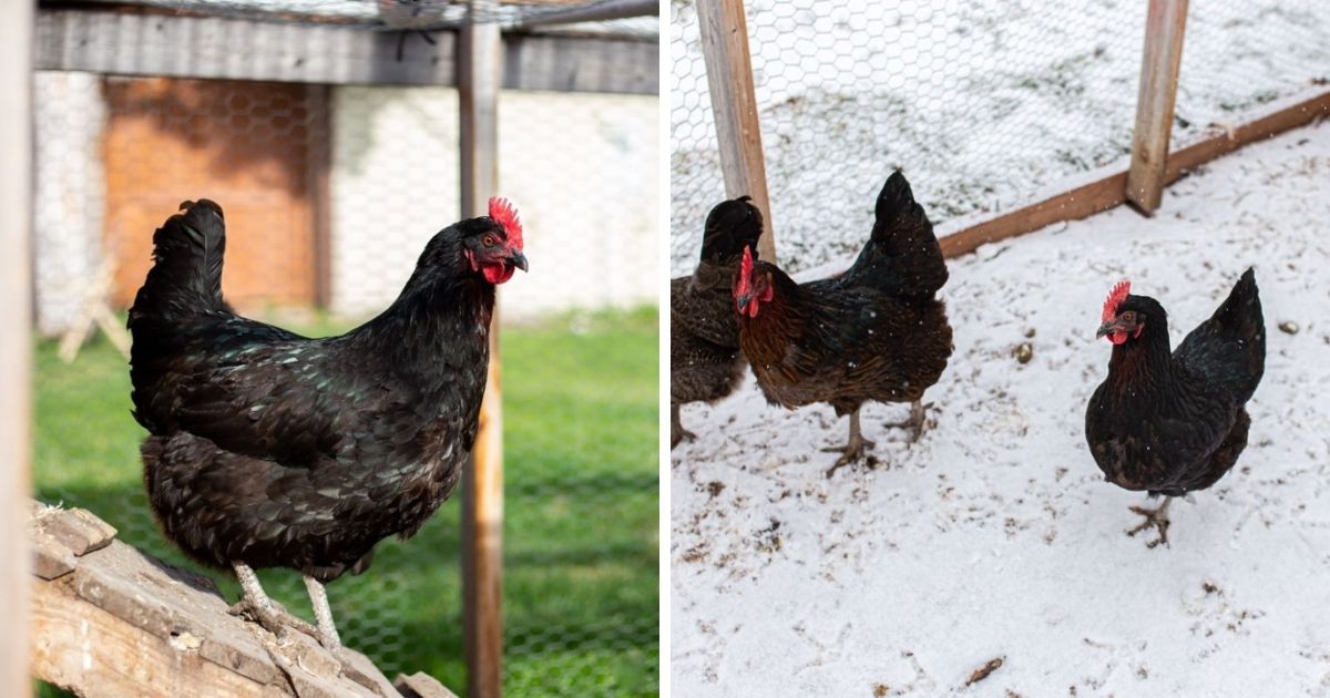 Black Star Chickens: Size, Egg Laying, Facts… - Chicken & Chicks Info