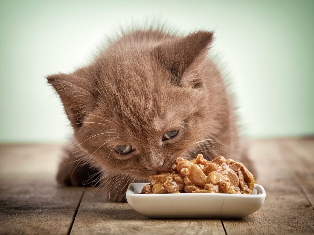 Can Chickens Eat Cat Food? (A High Protein Food) - Chicken & Chicks Info