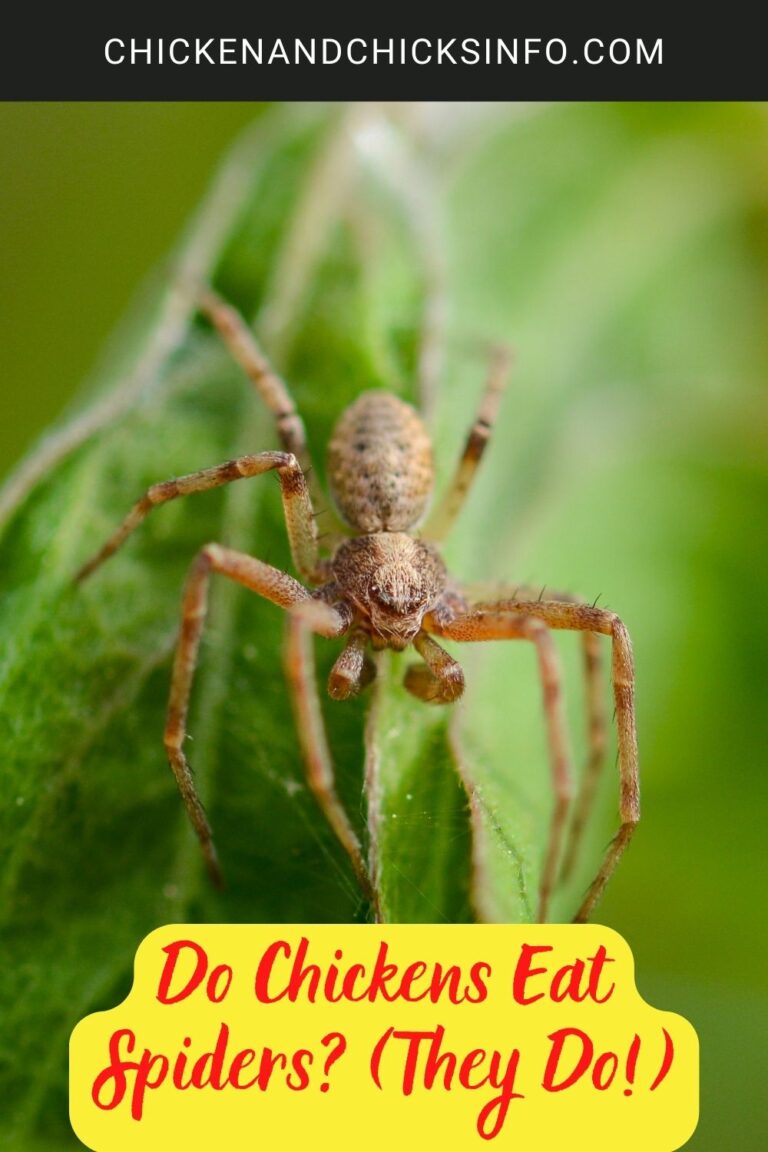 Do Chickens Eat Spiders? (They Do!) - Chicken & Chicks Info