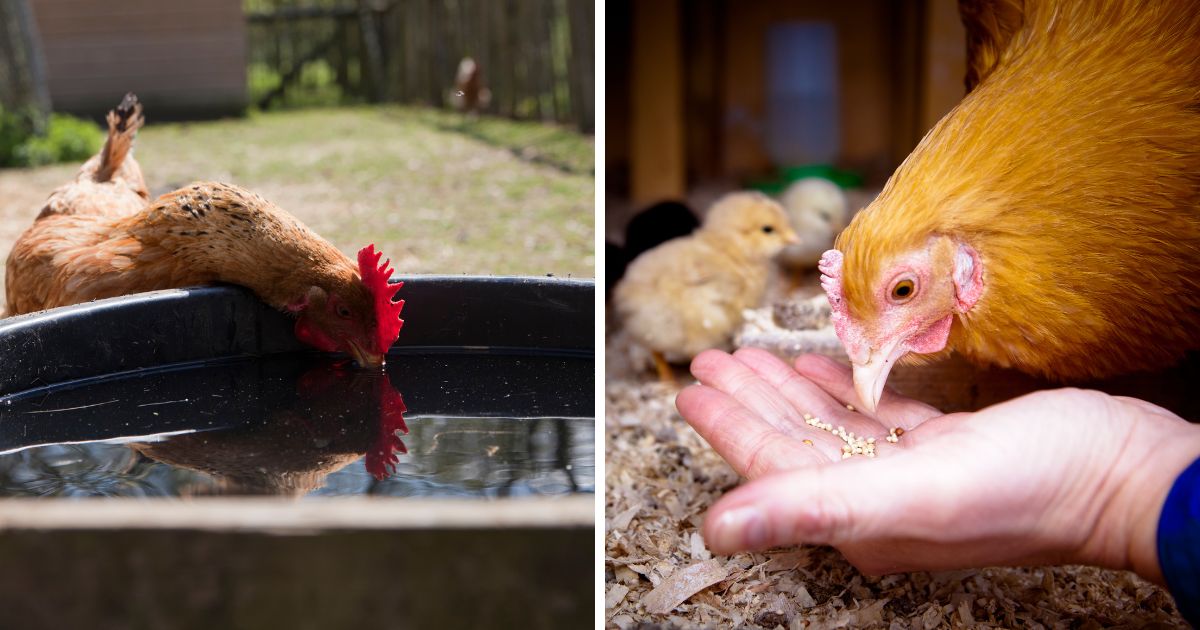 Do Chickens Have Tongues? + More Questions - Chicken & Chicks Info