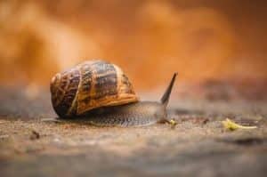 Do Chickens Eat Snails? + Other Garden Bugs - Chicken & Chicks Info