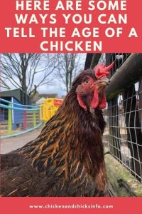 How to Tell the Age of a Chicken: Several Signs to Look For - Chicken ...