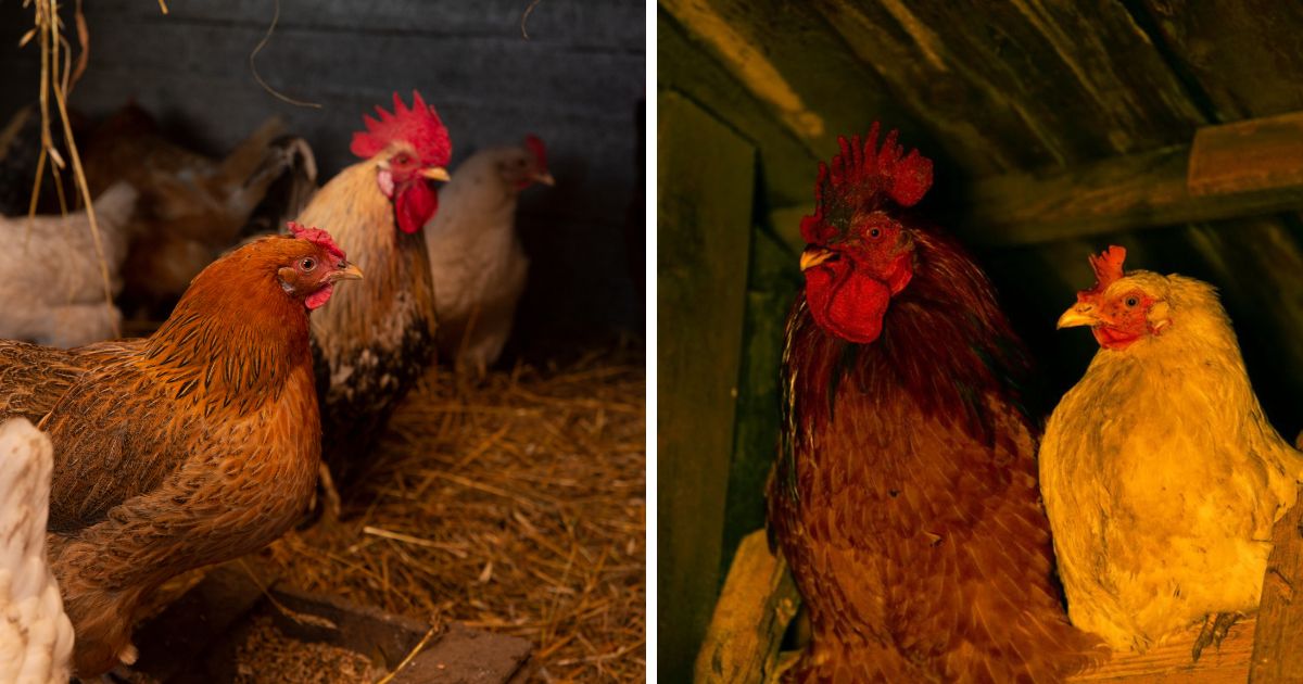 Are Chickens Blind at Night? (Pretty Much, Yes) - Chicken & Chicks Info