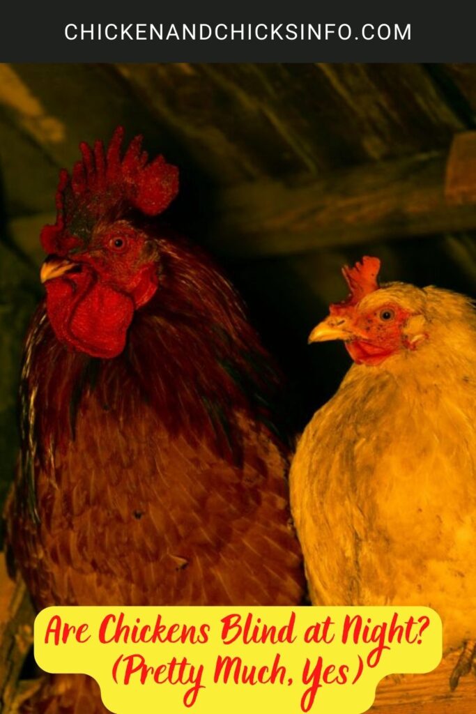 Are Chickens Blind at Night? (Pretty Much, Yes) - Chicken & Chicks Info