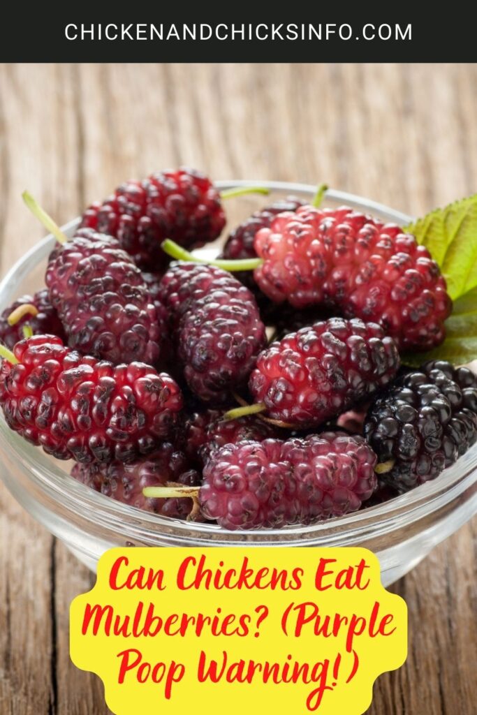 Can Chickens Eat Mulberries? (Purple Poop Warning!) - Chicken & Chicks Info