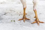 Do Chickens Have Toes? (Yes, 4..5.. It Depends) - Chicken & Chicks Info