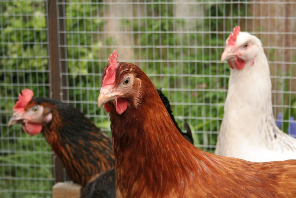 Do Chickens Burp? (They Do, Here's Why) - Chicken & Chicks Info