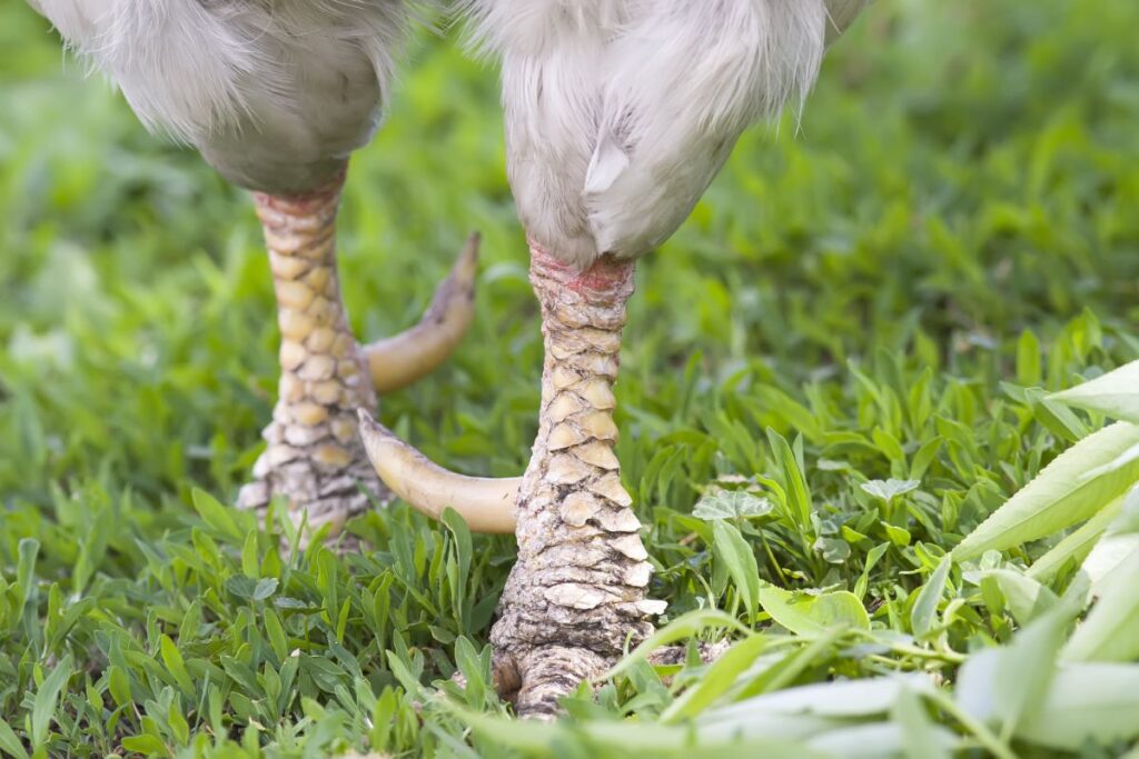 Do Hens Have Spurs? (Some Do, Yes!) - Chicken & Chicks Info